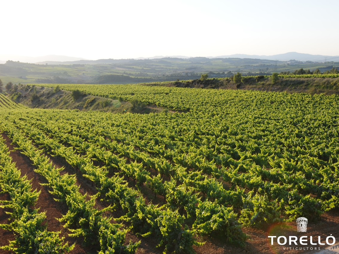 Torelló, 50 Lliures, 0,75 l - Vinoartis